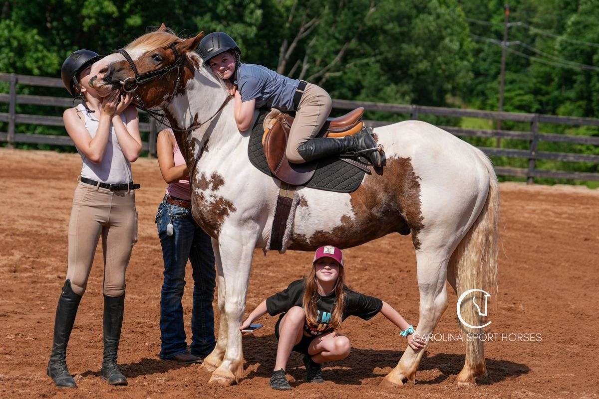 Santa Fe - Versatile & Family Friendly 4 Yr Old Paint X Haflinger Gelding!