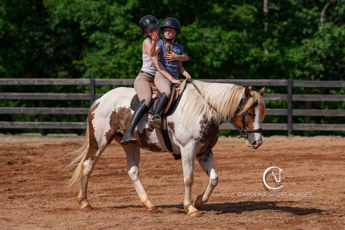 Santa Fe - Versatile & Family Friendly 4 Yr Old Paint X Haflinger Gelding!