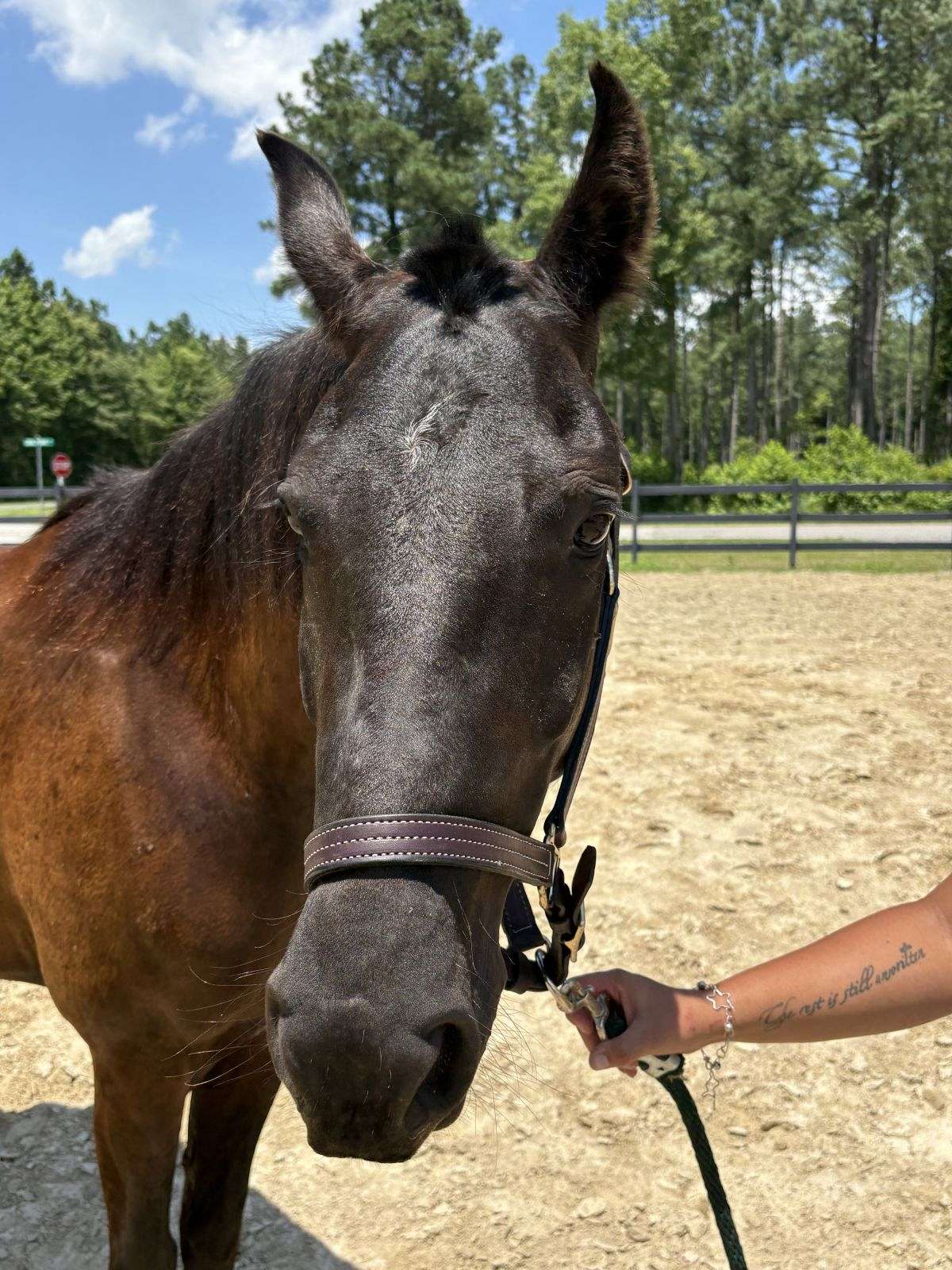 Black Morgan Mare