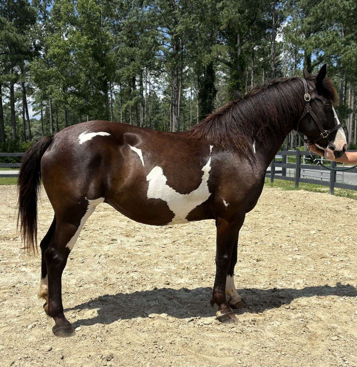 Paint Percheron Mare