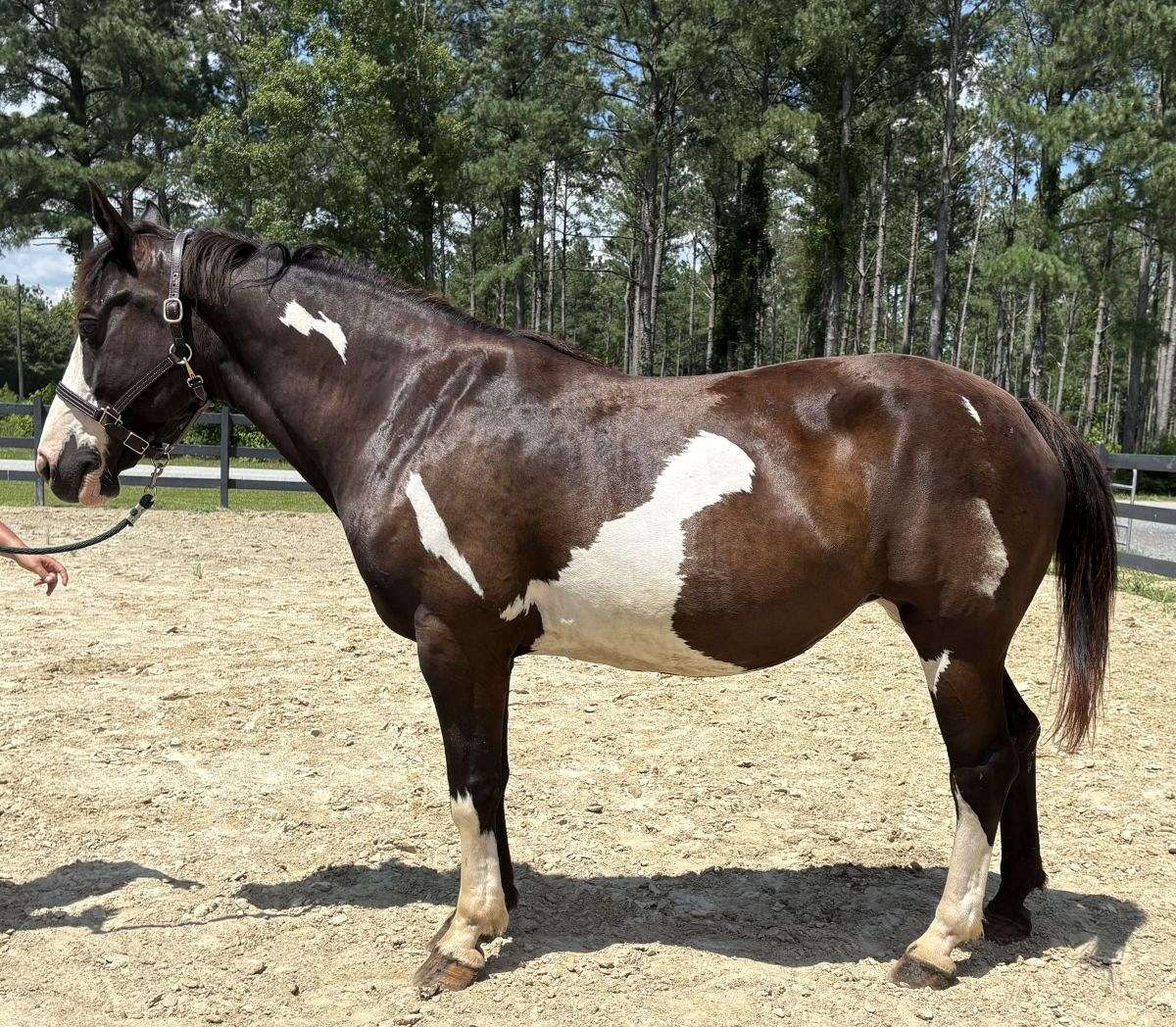 Paint Percheron Mare