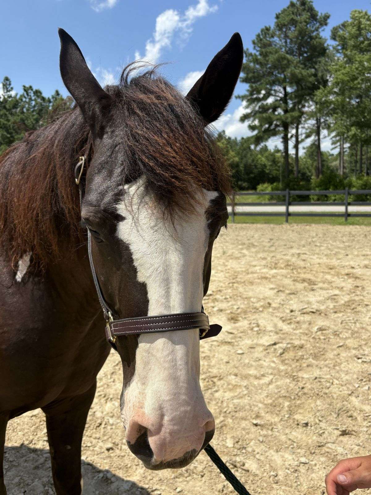 Paint Percheron Mare