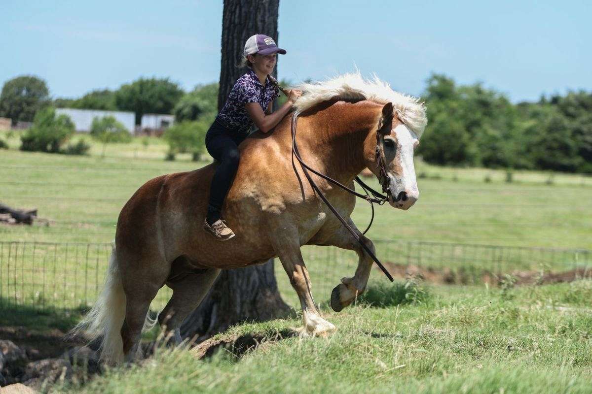 Rolex - Extremely Charming 6 Yr Old Sorrel Halflinger Gelding!