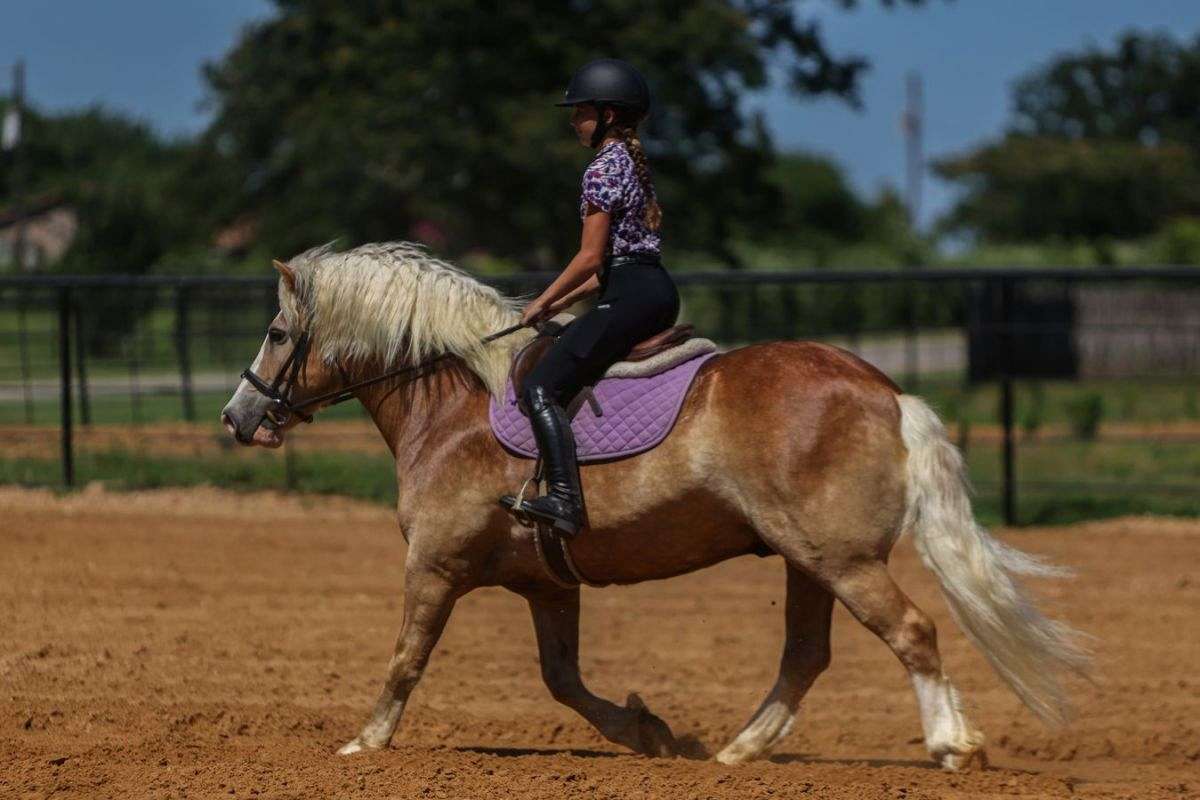 Rolex - Extremely Charming 6 Yr Old Sorrel Halflinger Gelding!