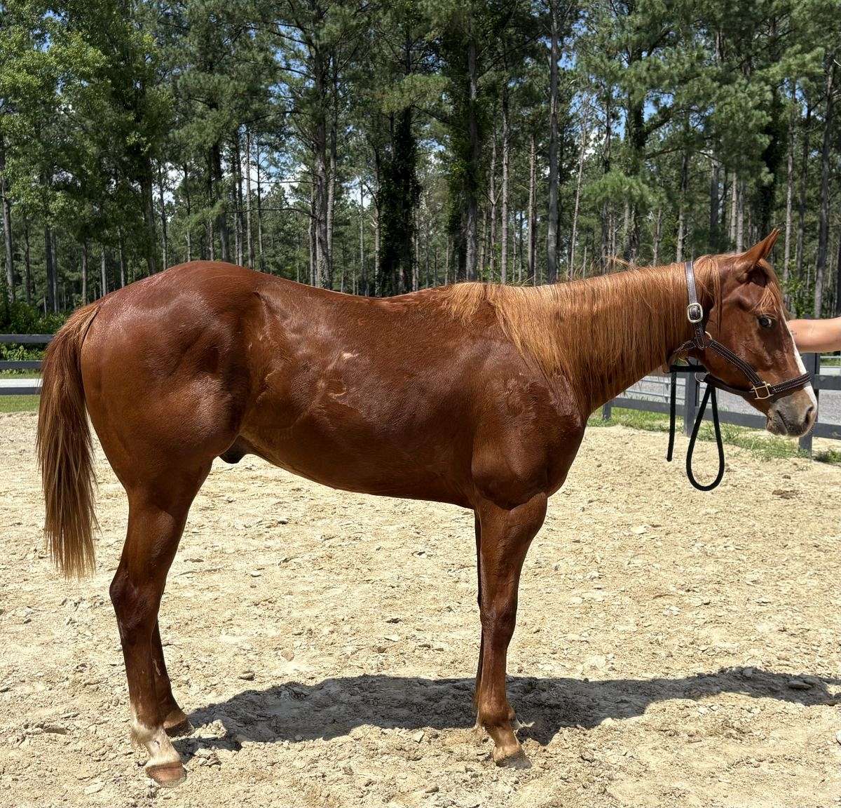 Gentle Sorrel Gelding