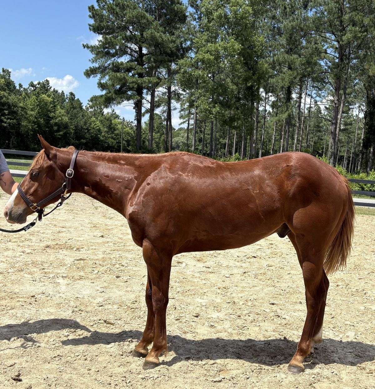 Gentle Sorrel Gelding
