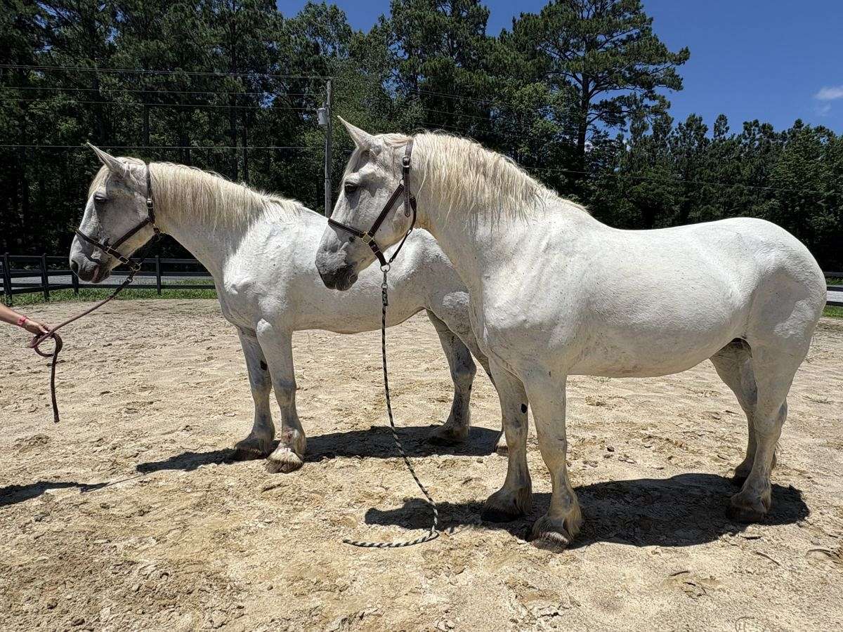 Team of Percheron Mares