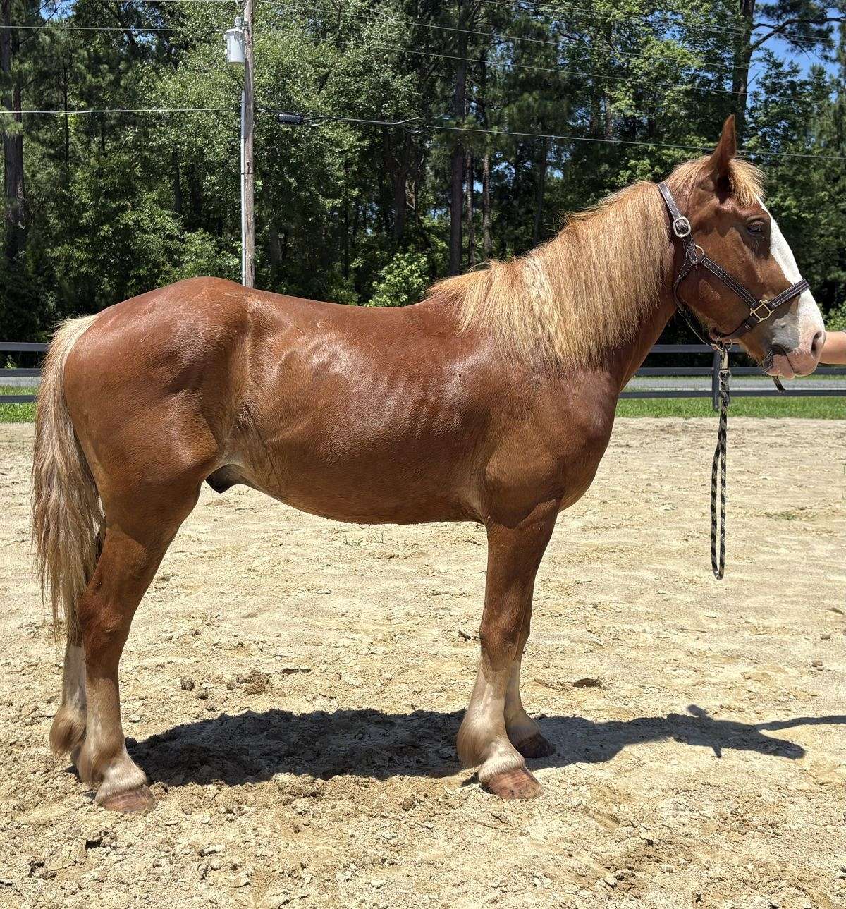 Belgian QH Gelding