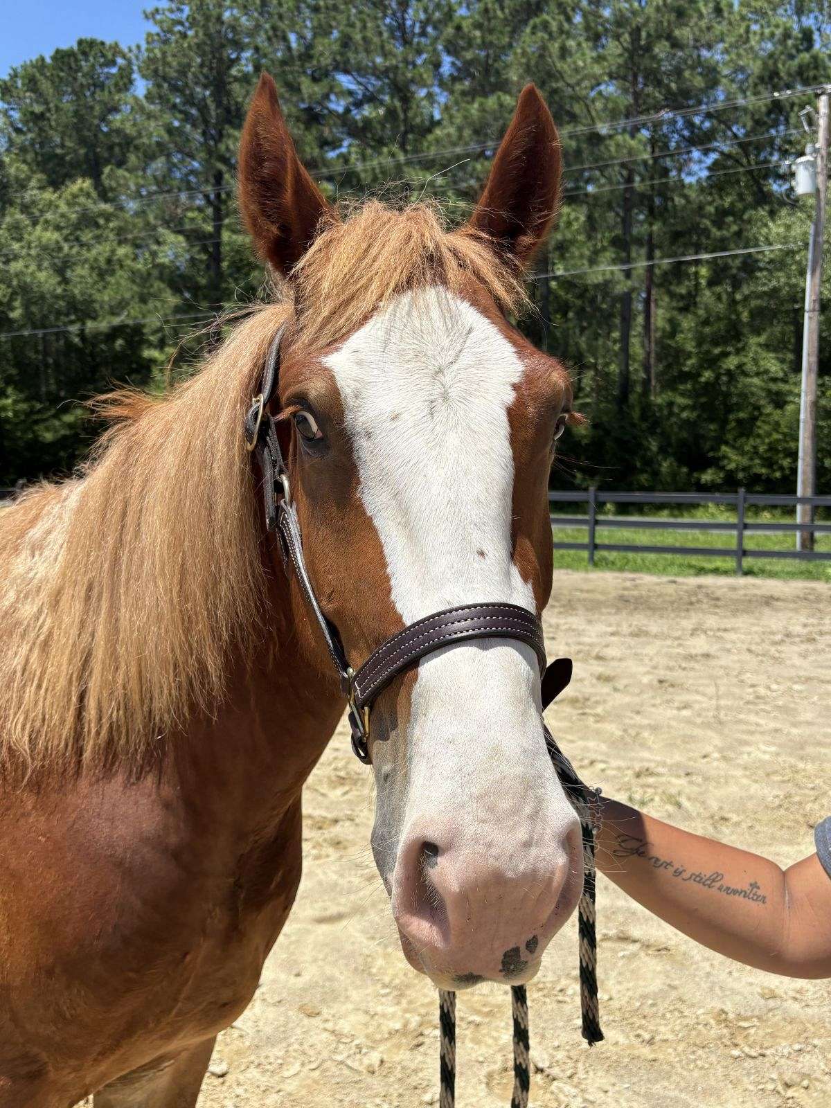 Belgian QH Gelding