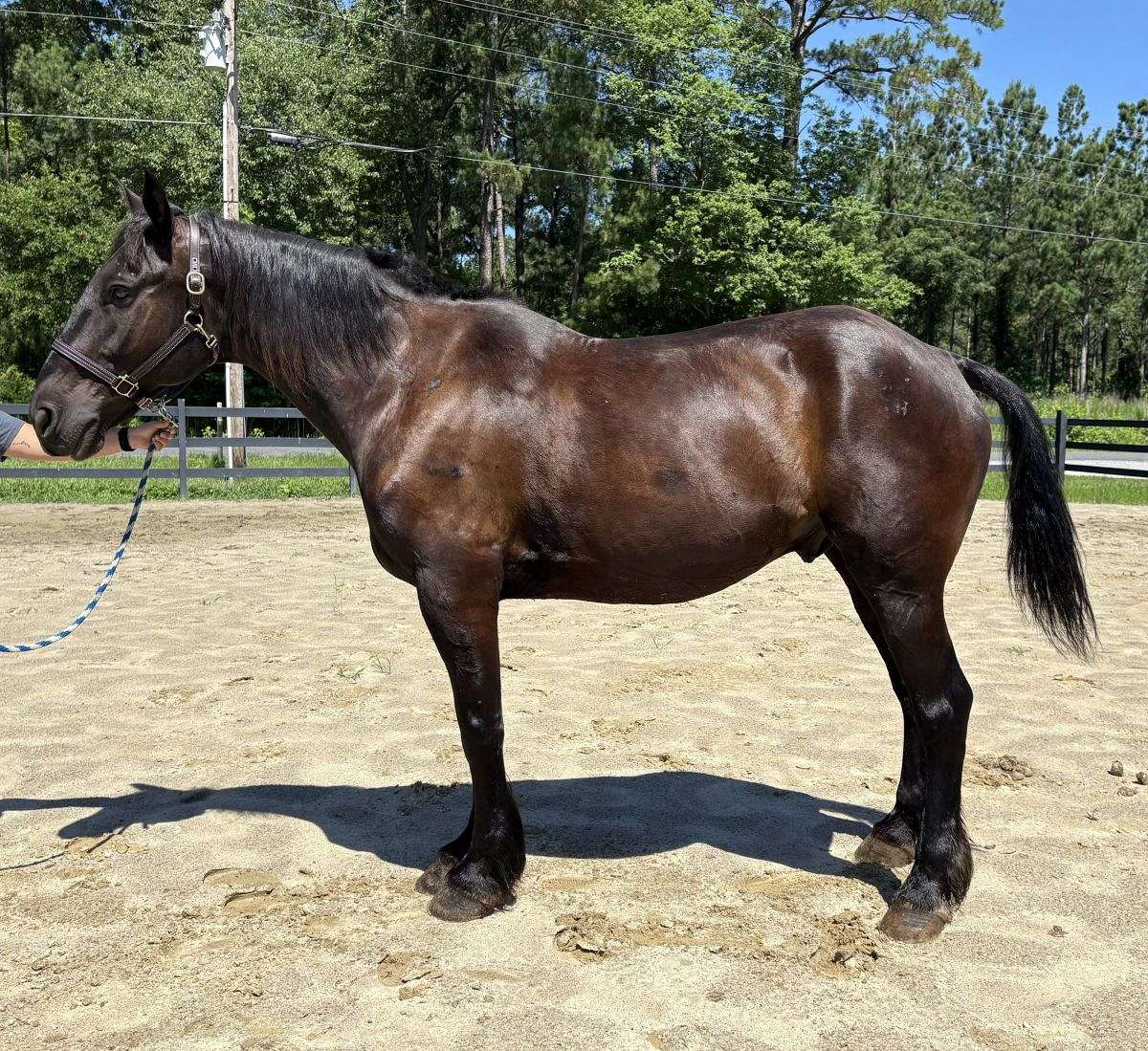 Black Percheron Cross