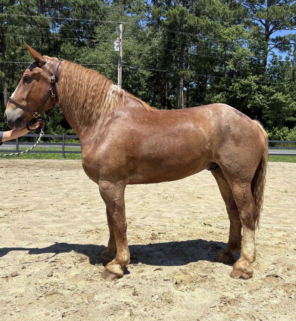 Red Roan Belgian
