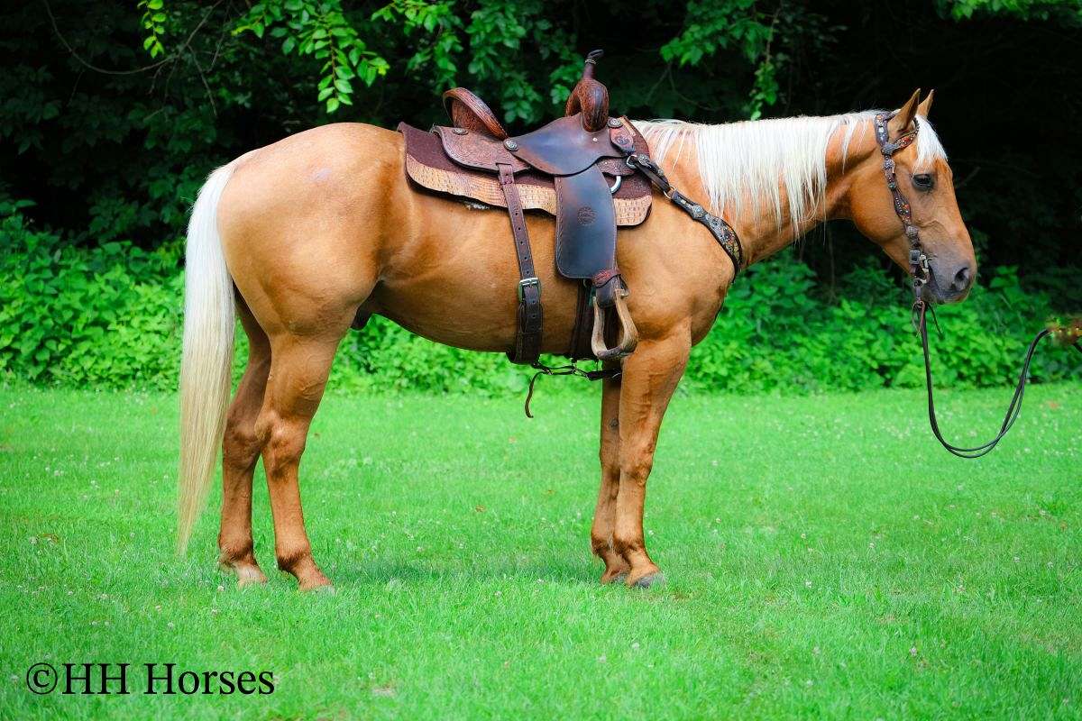 Gorgeous Golden Palomino Quarter Horse Gelding, Trail Rides, Quiet & Gentle