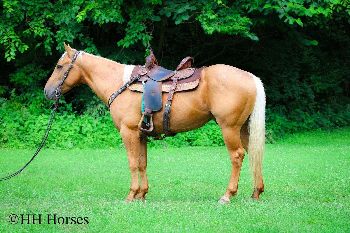 Gorgeous Golden Palomino Quarter Horse Gelding, Trail Rides, Quiet & Gentle