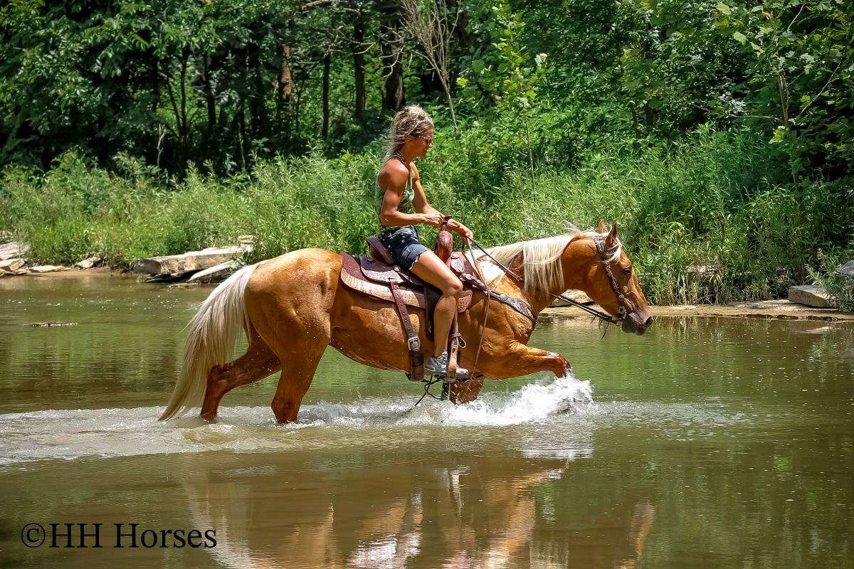 Gorgeous Golden Palomino Quarter Horse Gelding, Trail Rides, Quiet & Gentle