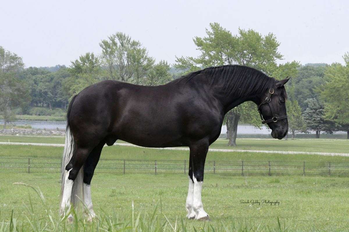 Quatro - Truly One of a Kind 11 Yr Old Black Friesian Cross Gelding!