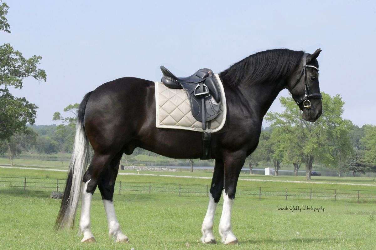 Quatro - Truly One of a Kind 11 Yr Old Black Friesian Cross Gelding!
