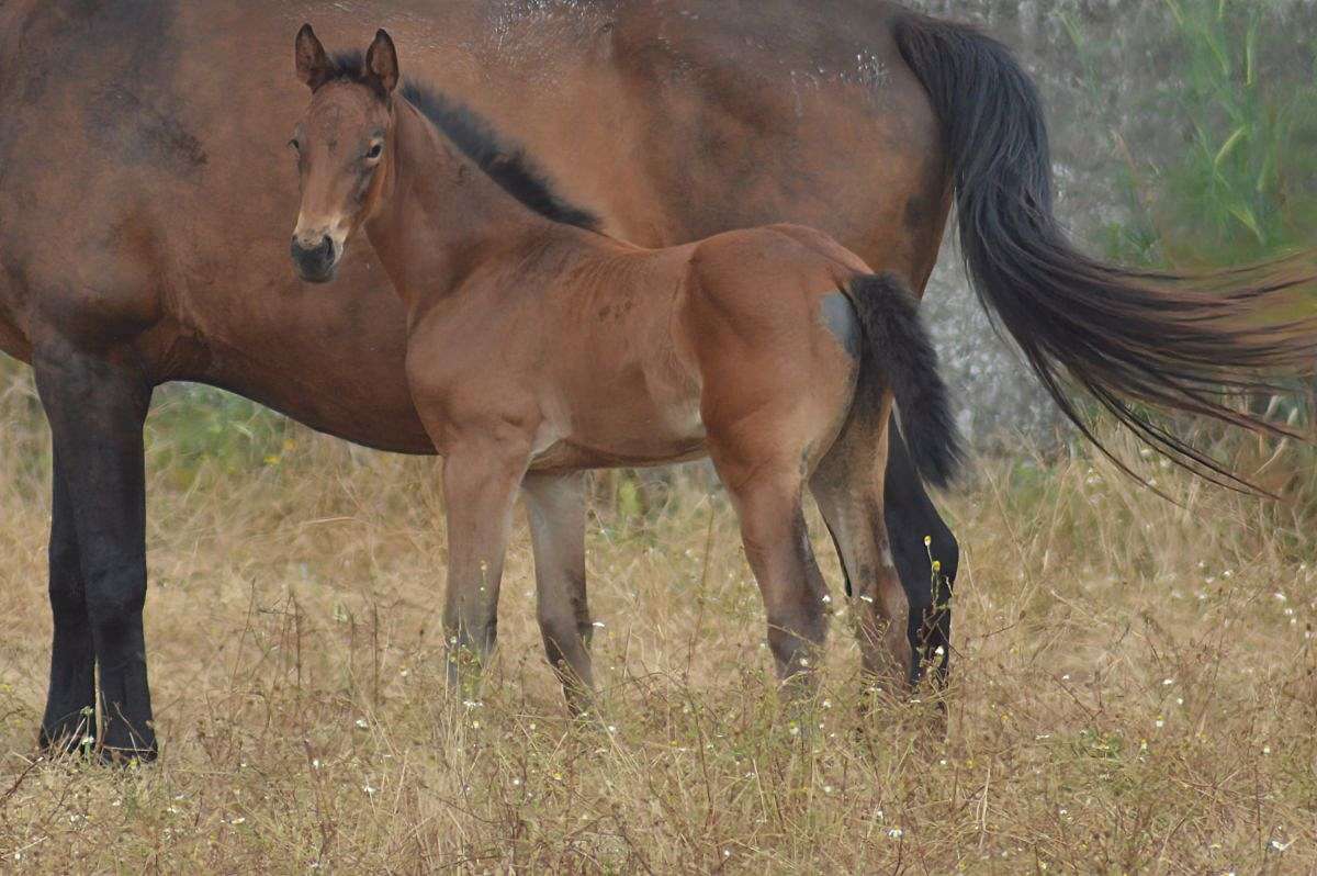 Spectacular Filly Foal With a Top Bloodline, Type and Blood. Top Bet for Sj