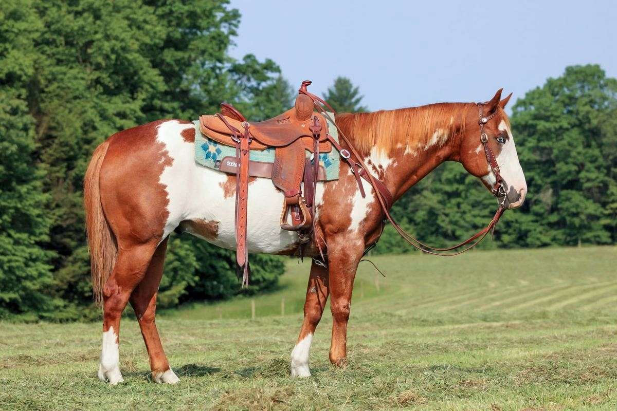 Picasso - Colorful and Very Flashy 9 yo Red & White Paint Horse Gelding!