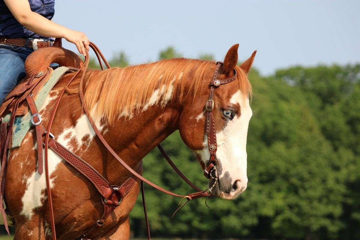 Picasso - Colorful and Very Flashy 9 yo Red & White Paint Horse Gelding!