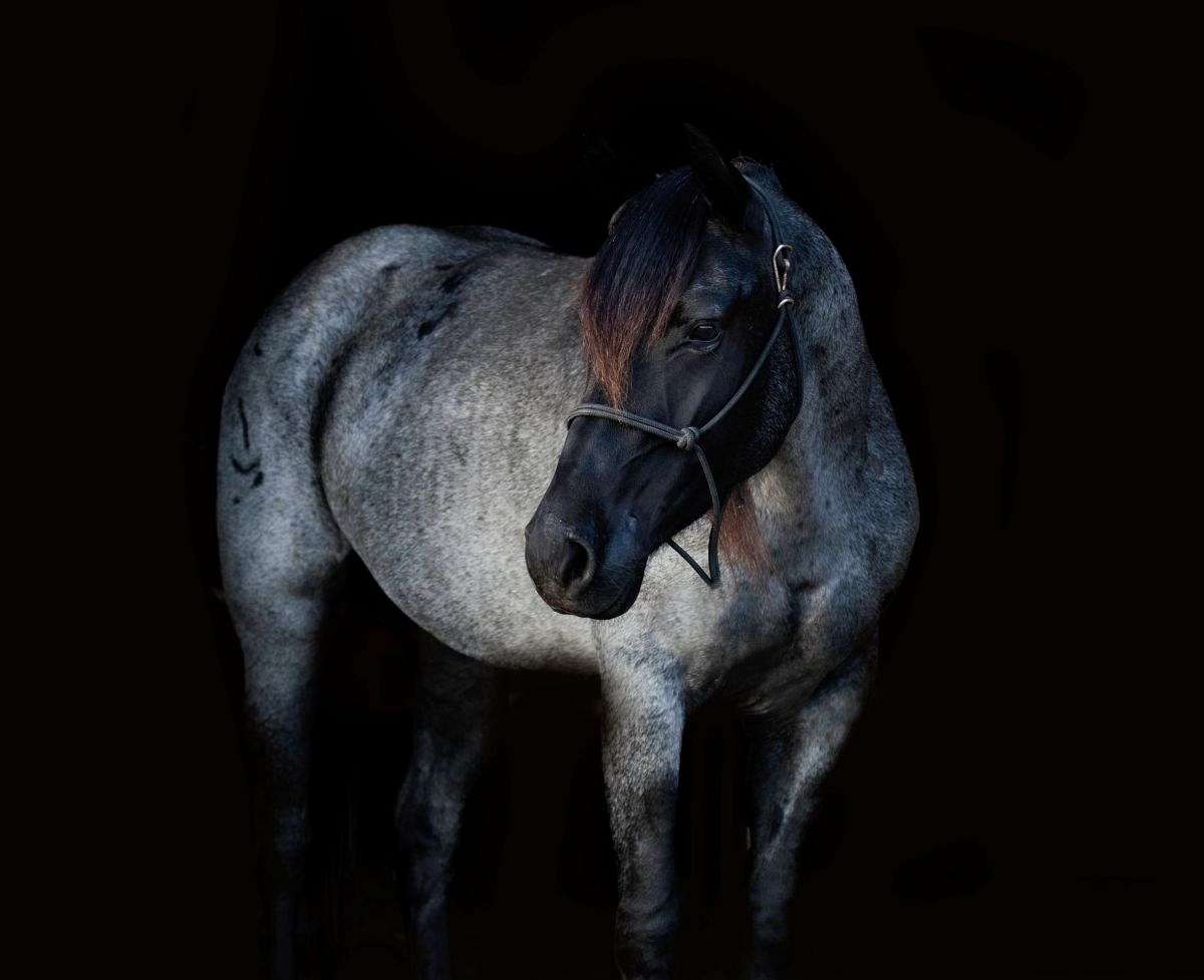 Pepper - Dependable Ranch Horse 5 Yr Old Blue Roan AQHA Mare!