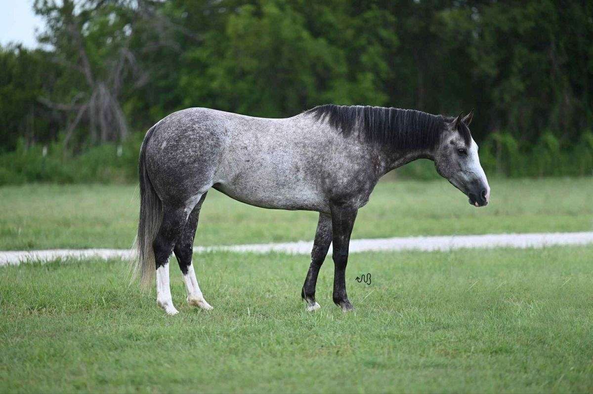 Lx Playguns Luna - Extremely Cowy 8 Yr Old Grey AQHA Mare!