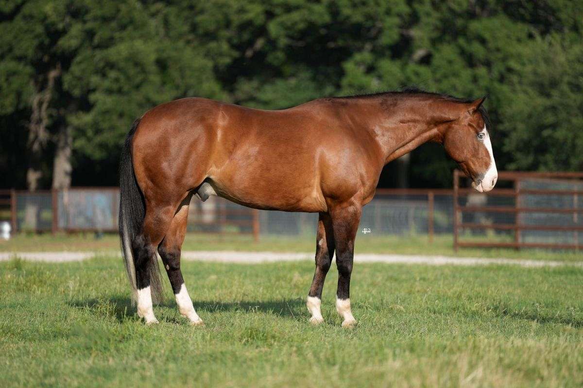 G Wagon - Solid Ranch & Rope Horse 9 Yr Old Bay AQHA Gelding!