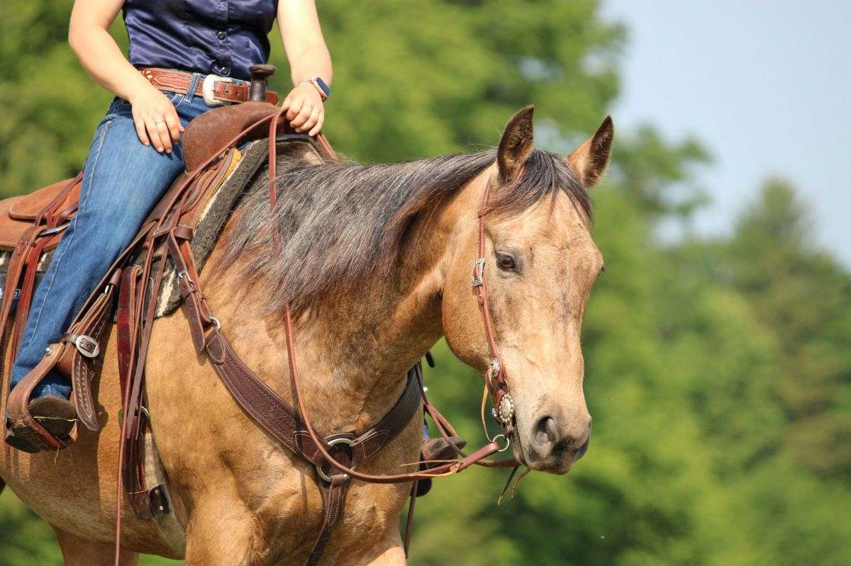 Frosty - Reliable & Dependable Horse 11 Yr Old Buckskin Roan AQHA Gelding!