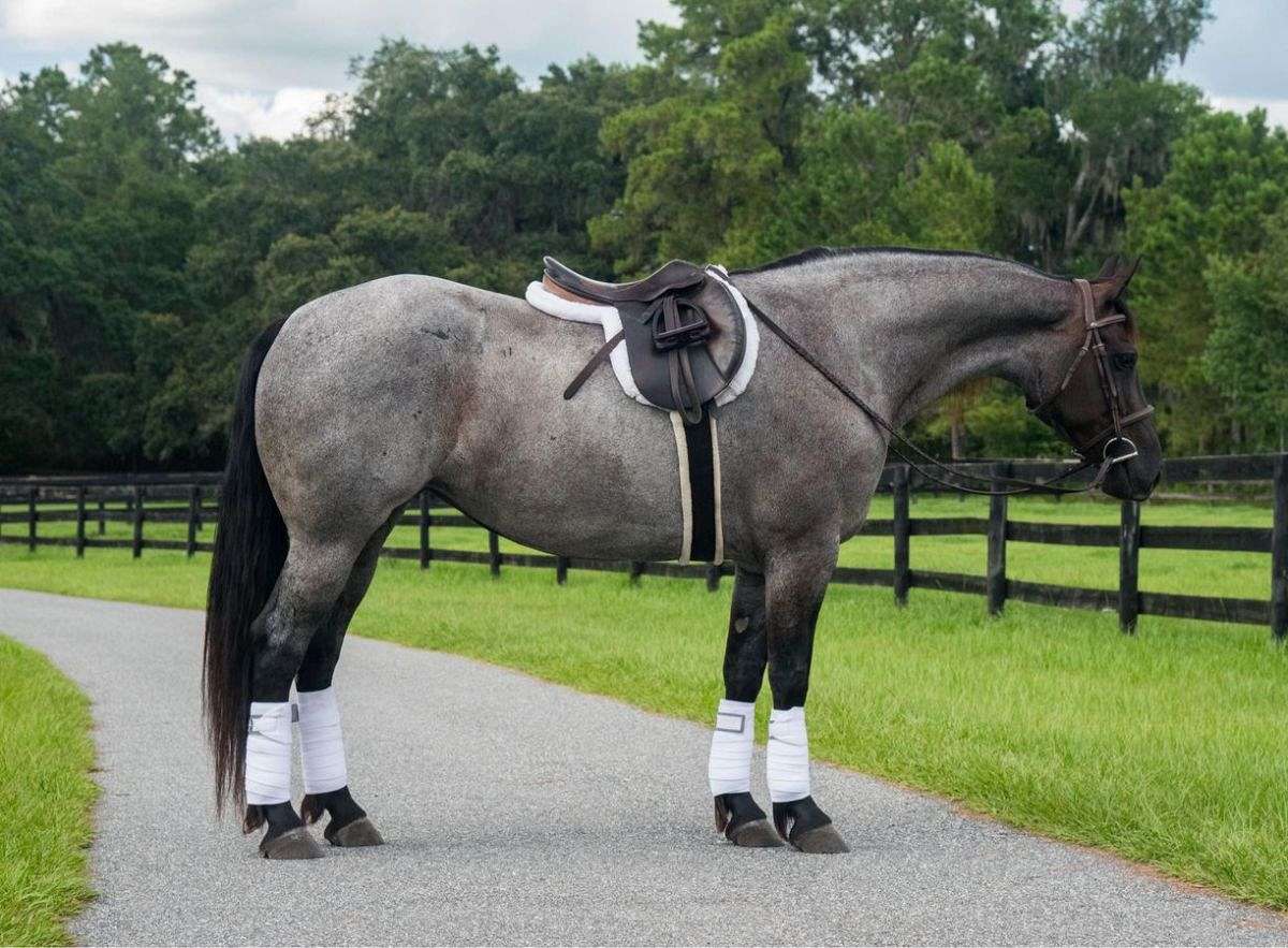 Frosted Sky - Absolutely Breathtaking 7 yo Blue Roan FSHR Mare!