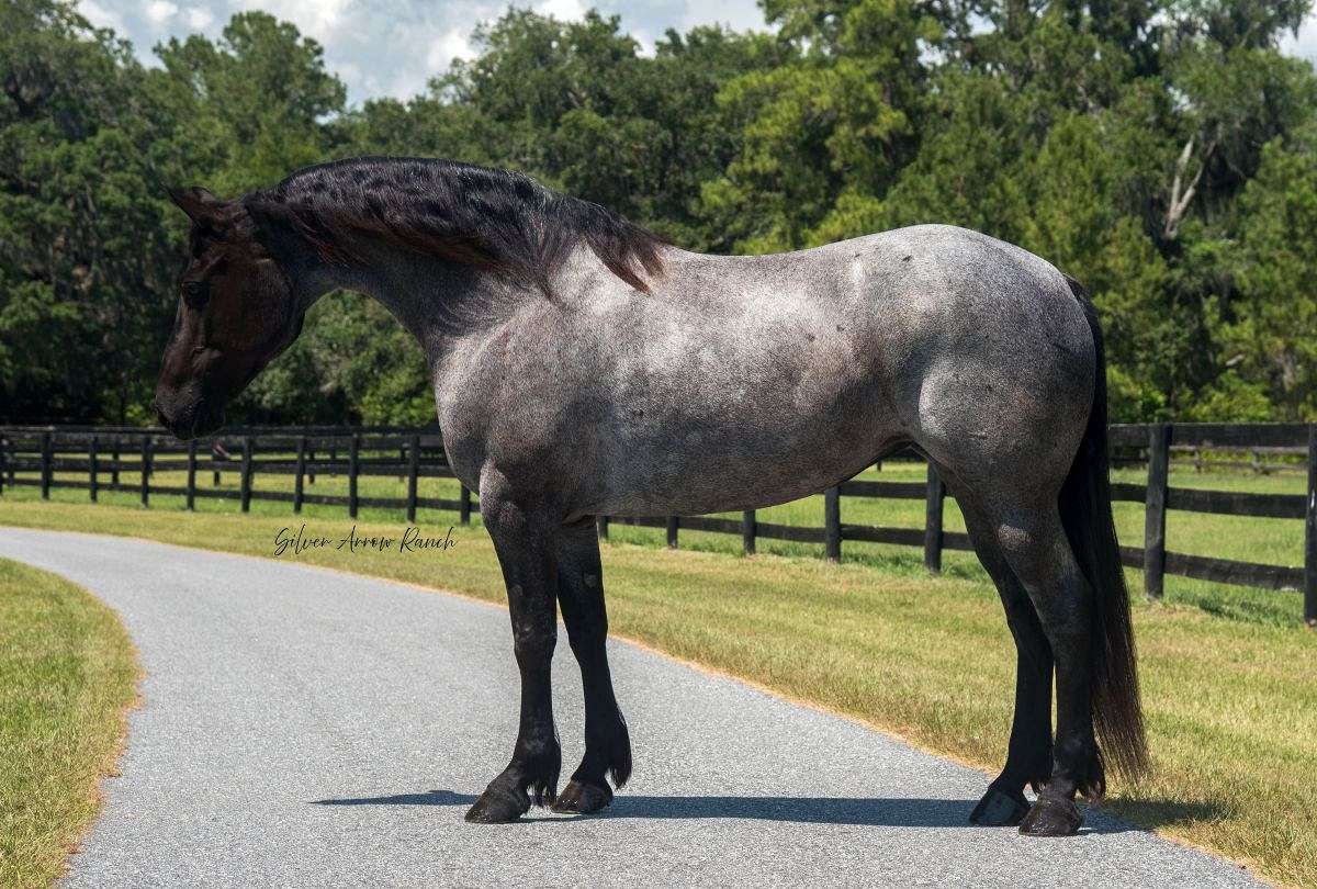Frosted Sky - Absolutely Breathtaking 7 yo Blue Roan FSHR Mare!