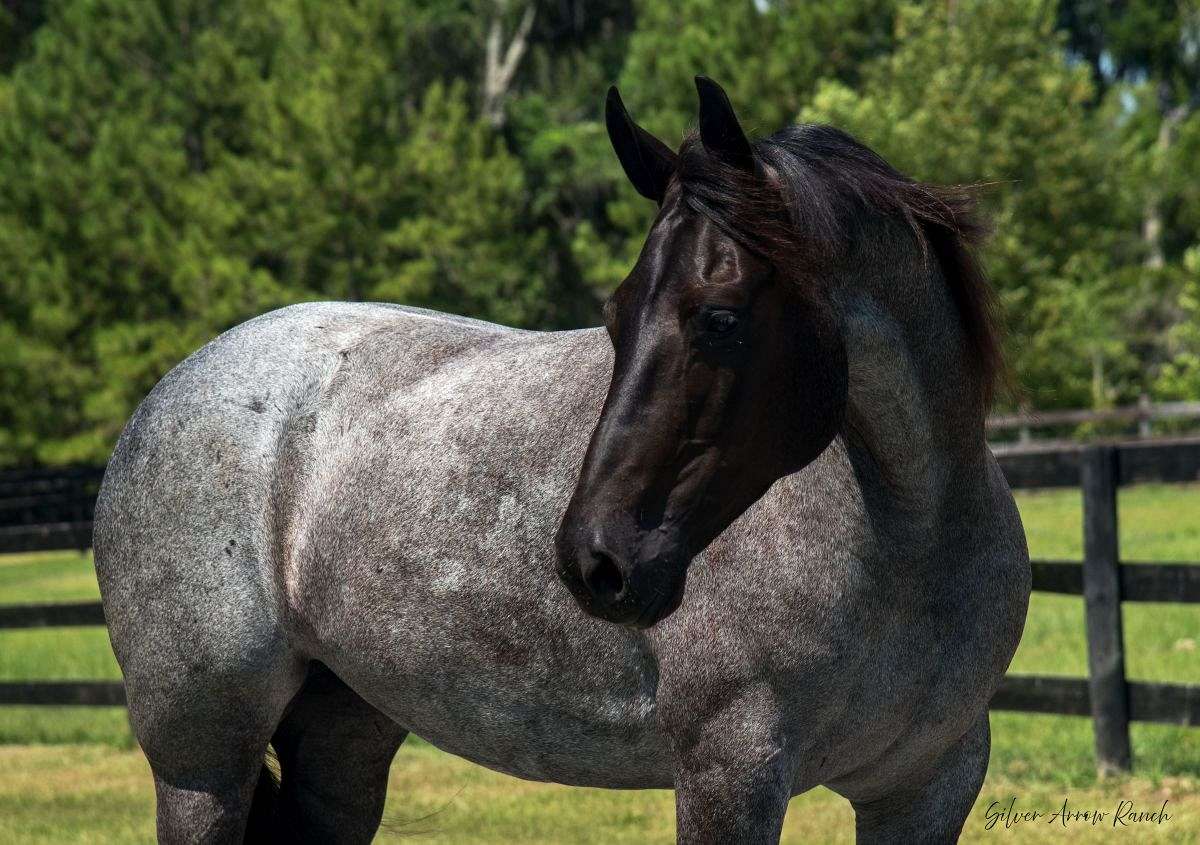 Frosted Sky - Absolutely Breathtaking 7 yo Blue Roan FSHR Mare!
