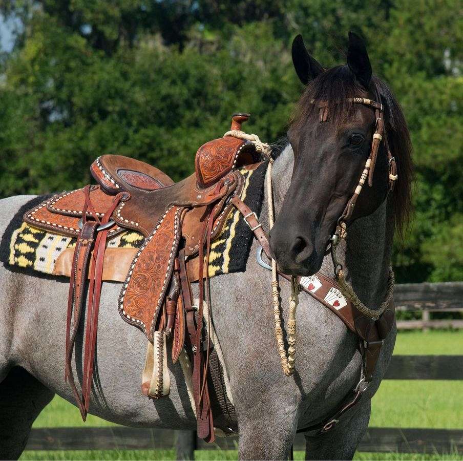 Frosted Sky - Absolutely Breathtaking 7 yo Blue Roan FSHR Mare!