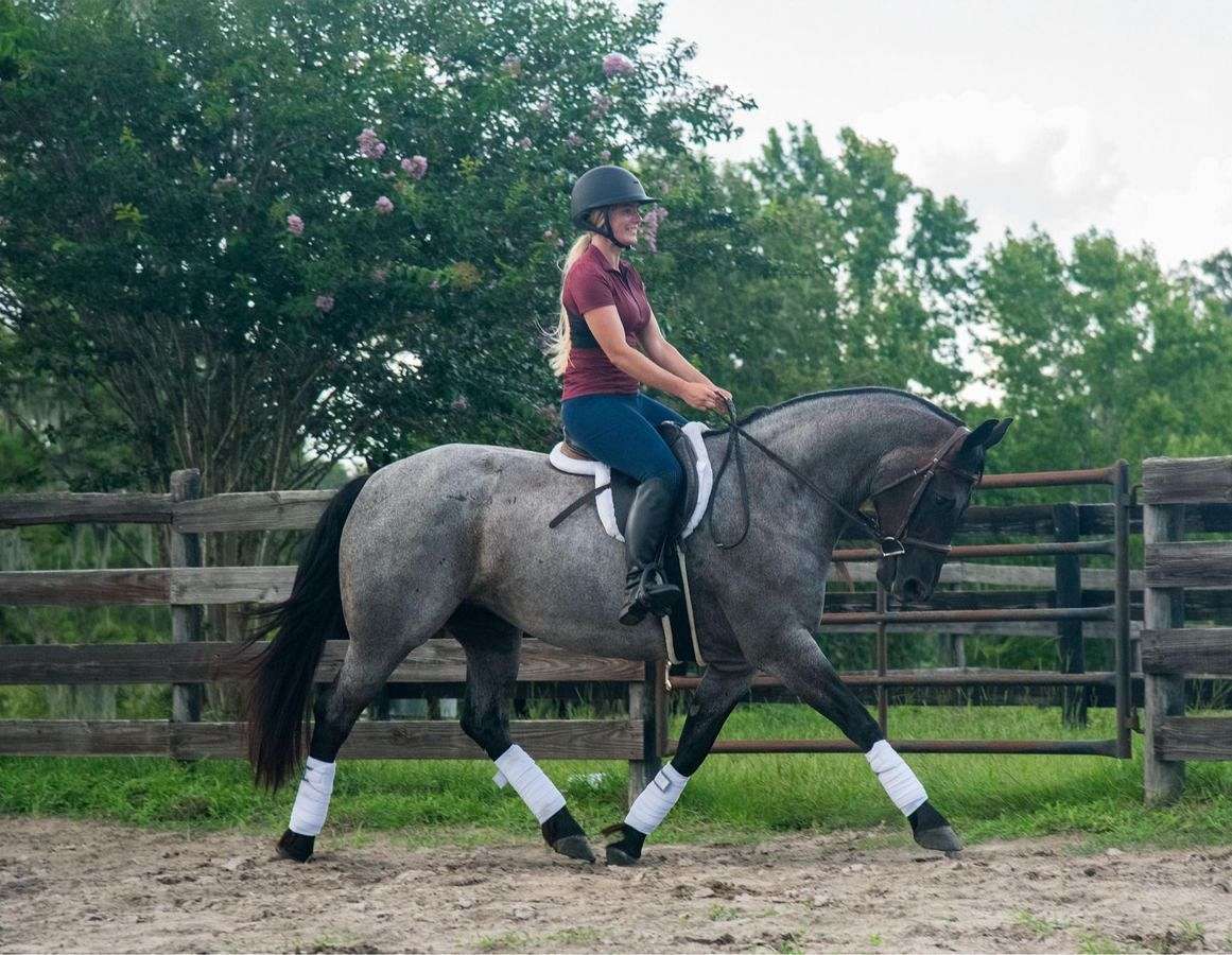 Frosted Sky - Absolutely Breathtaking 7 yo Blue Roan FSHR Mare!