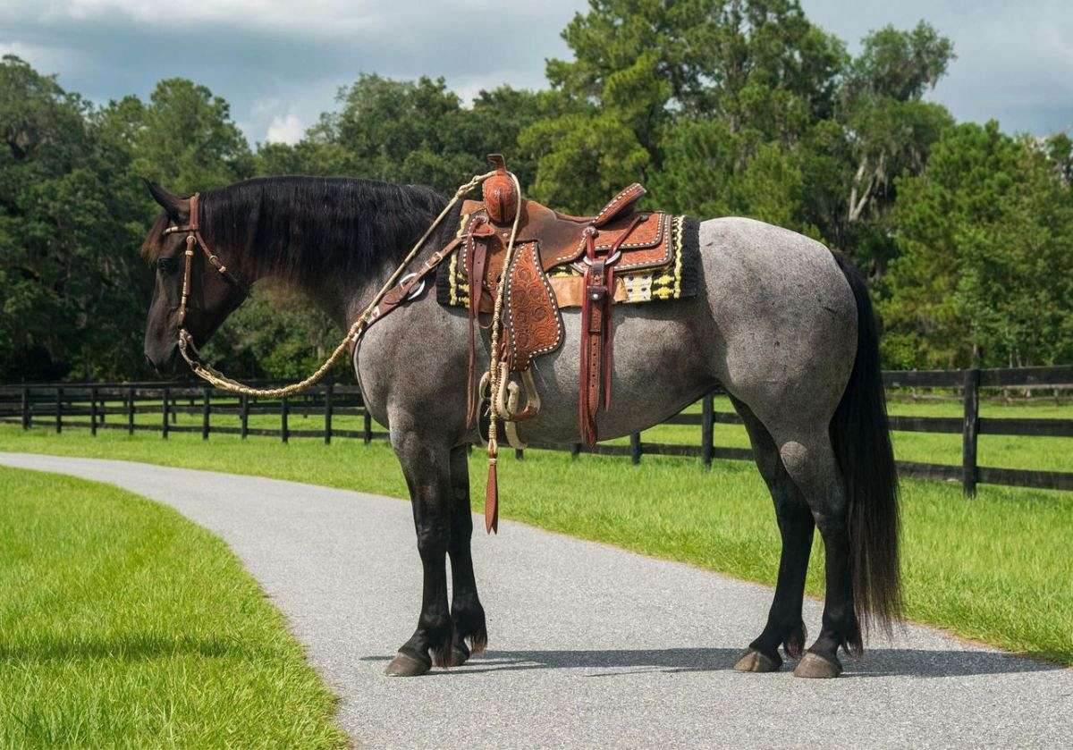Frosted Sky - Absolutely Breathtaking 7 yo Blue Roan FSHR Mare!