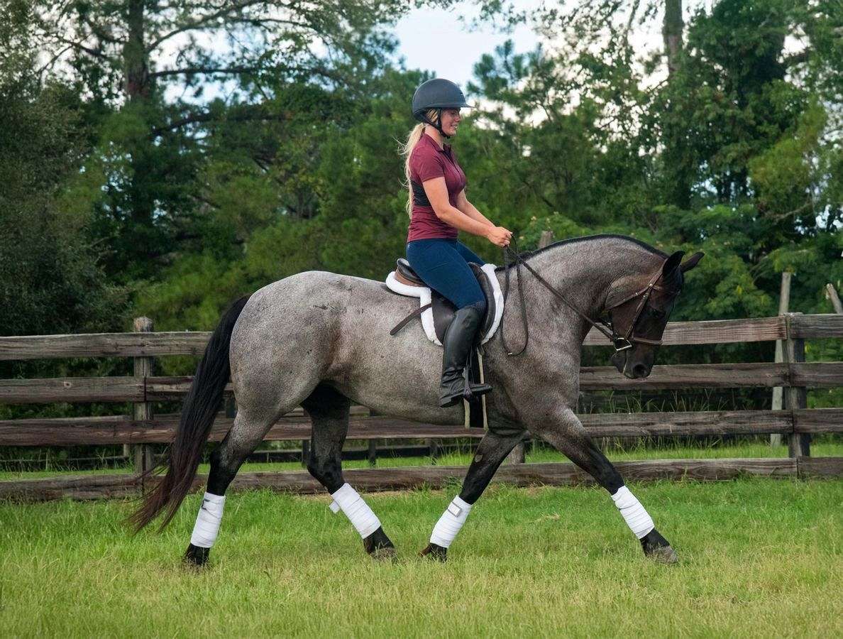 Frosted Sky - Absolutely Breathtaking 7 yo Blue Roan FSHR Mare!