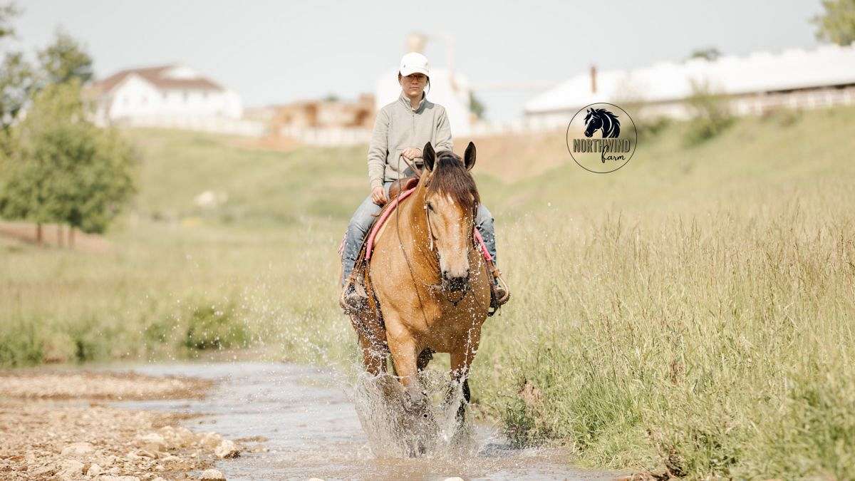 Deputy - Excellent All Around Horse 5 yo Buckskin Draft Cross Gelding!