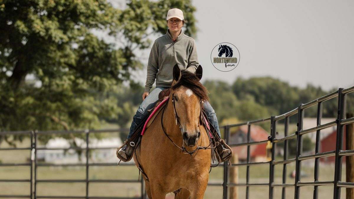 Deputy - Excellent All Around Horse 5 yo Buckskin Draft Cross Gelding!