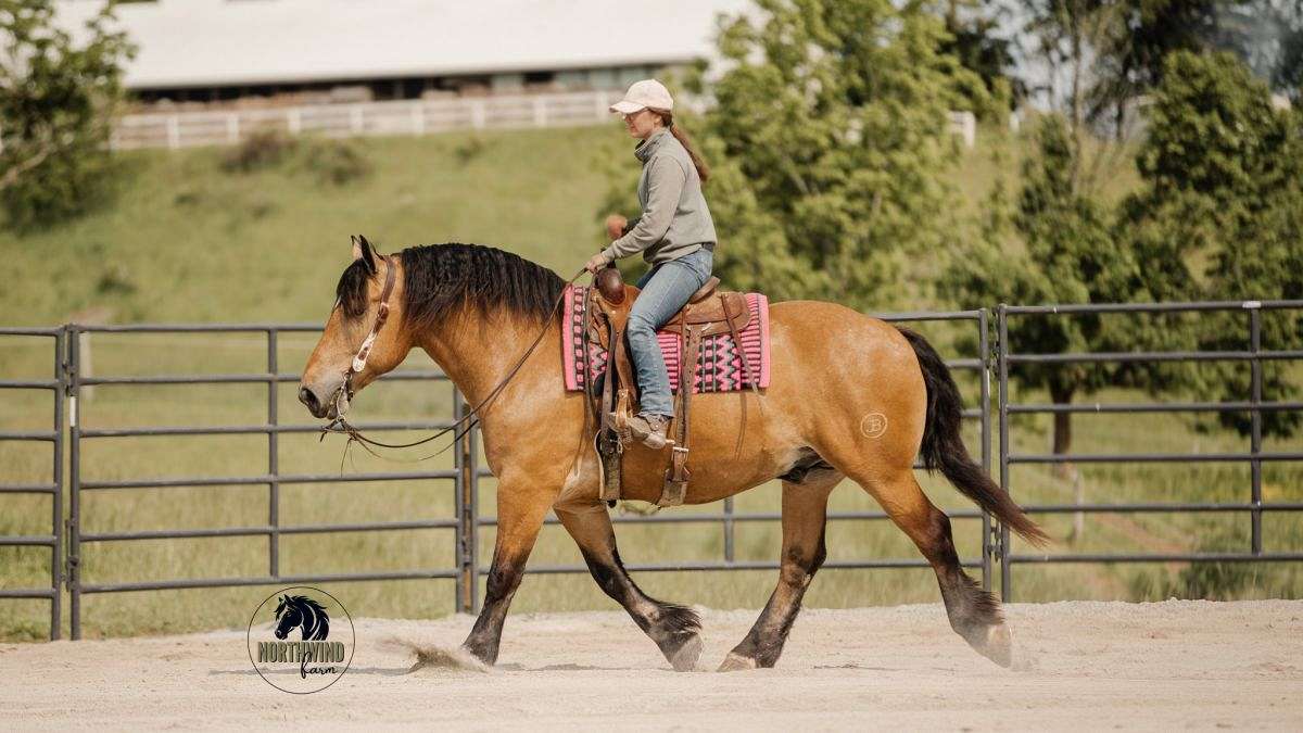 Deputy - Excellent All Around Horse 5 yo Buckskin Draft Cross Gelding!