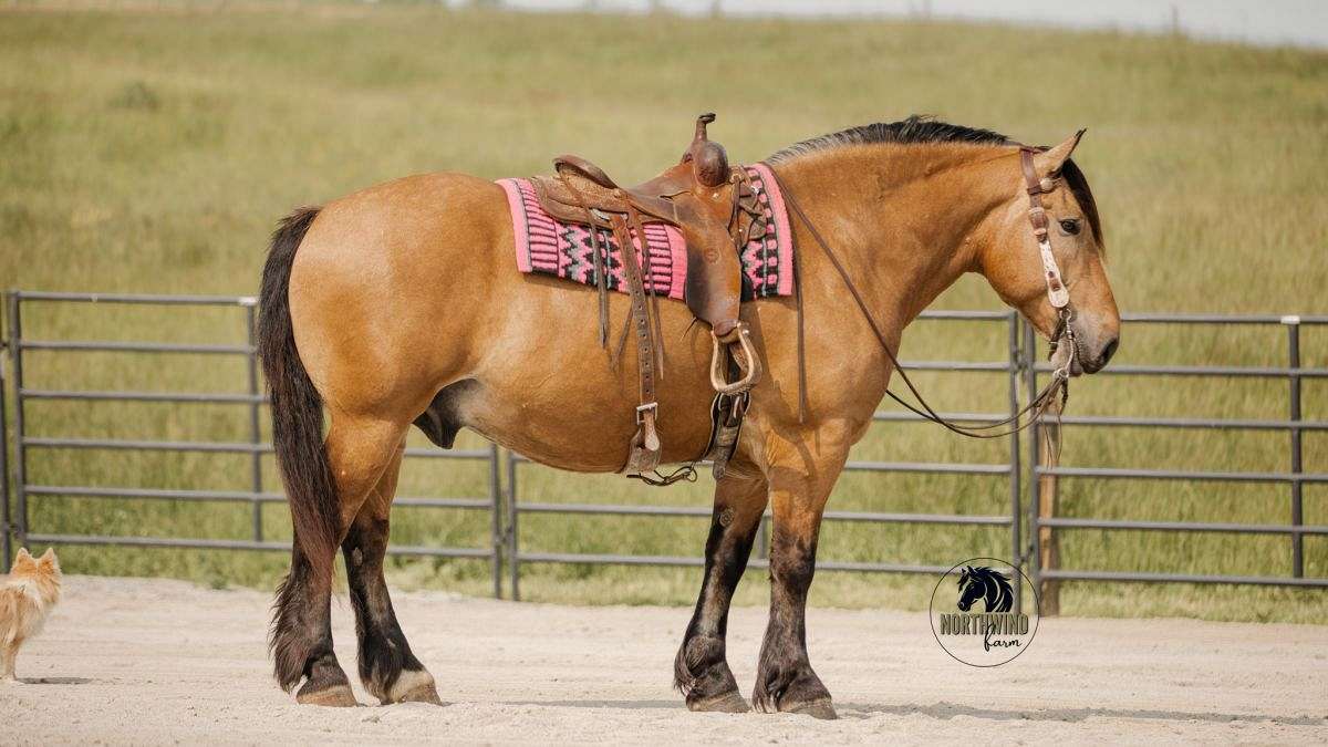 Deputy - Excellent All Around Horse 5 yo Buckskin Draft Cross Gelding!
