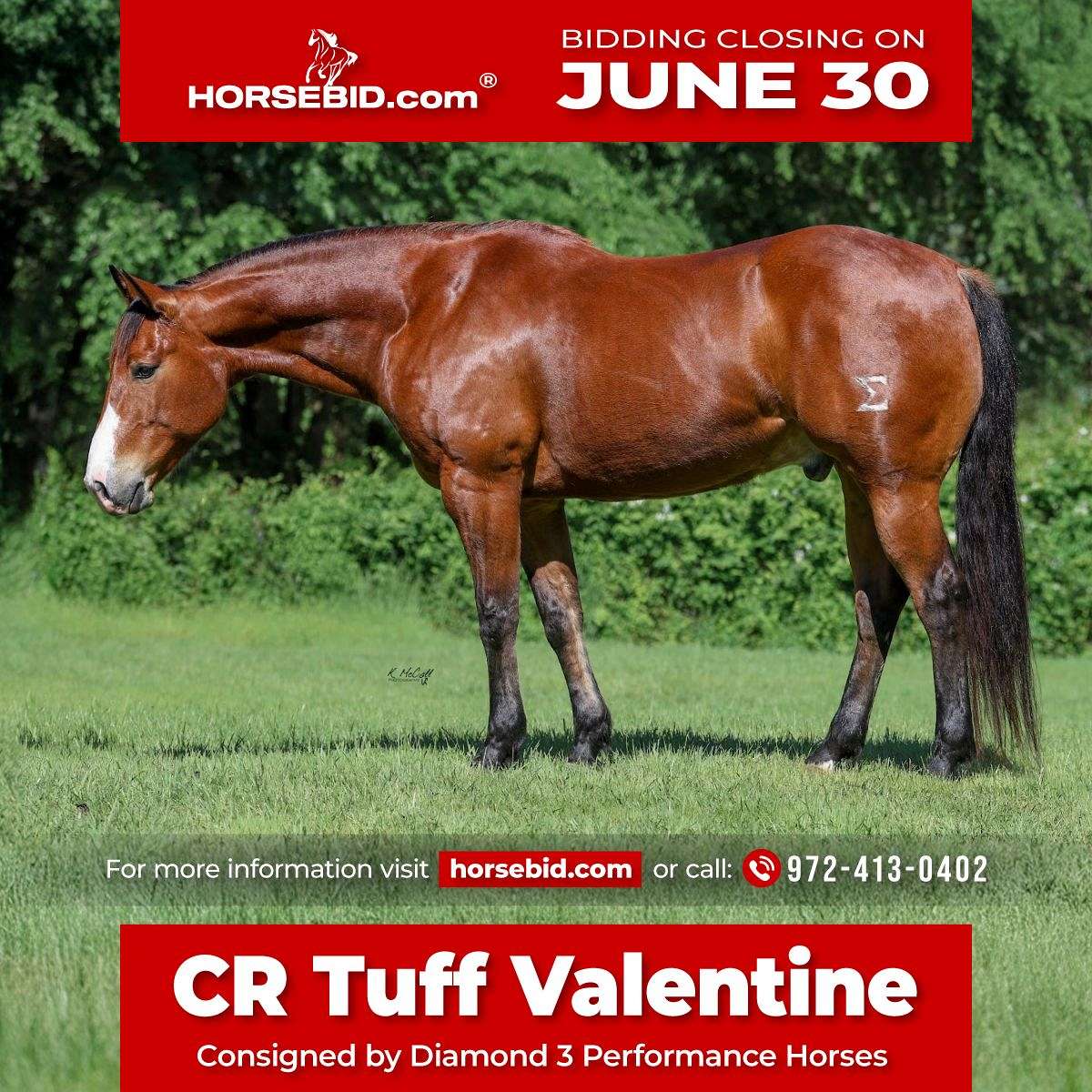 Cr Tuff Valentine - Gentle, Classy, & Gorgeous 9 yo Bay AQHA Gelding!