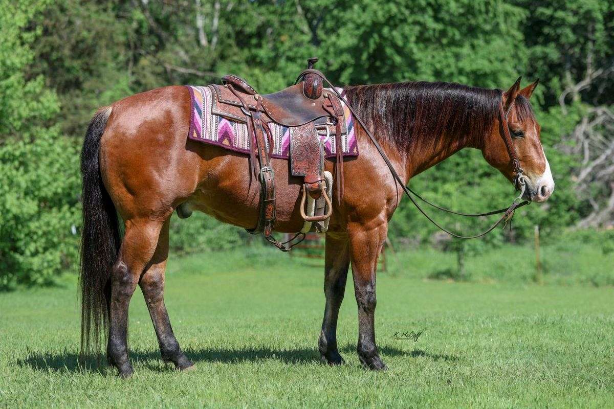 Cr Tuff Valentine - Gentle, Classy, & Gorgeous 9 yo Bay AQHA Gelding!