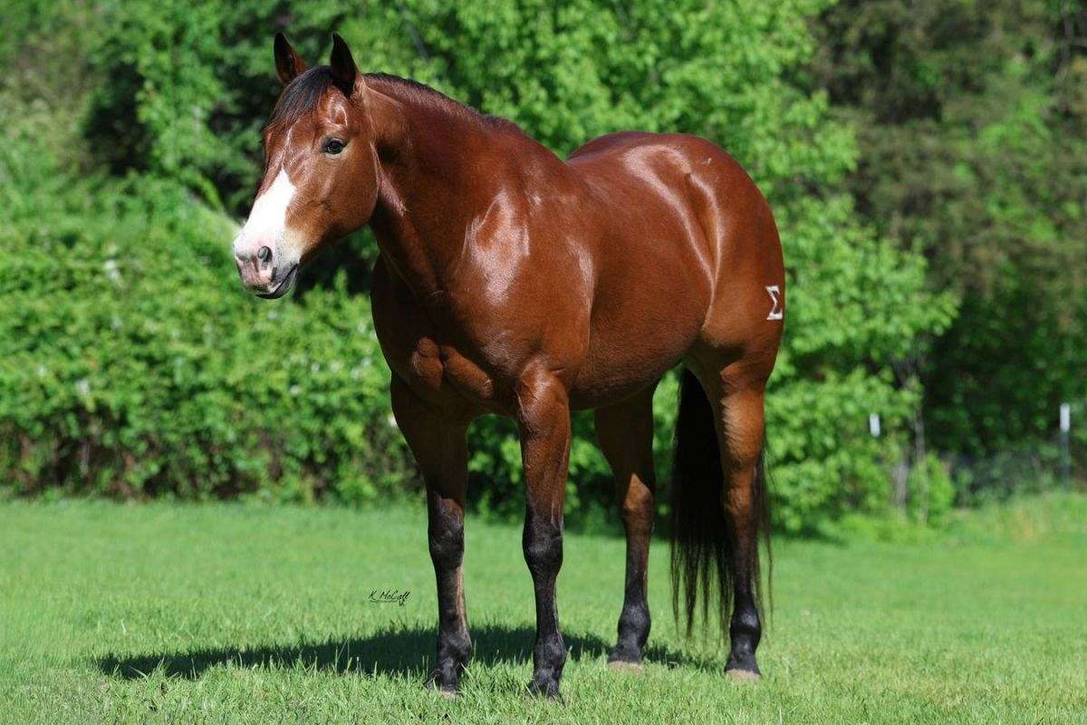 Cr Tuff Valentine - Gentle, Classy, & Gorgeous 9 yo Bay AQHA Gelding!
