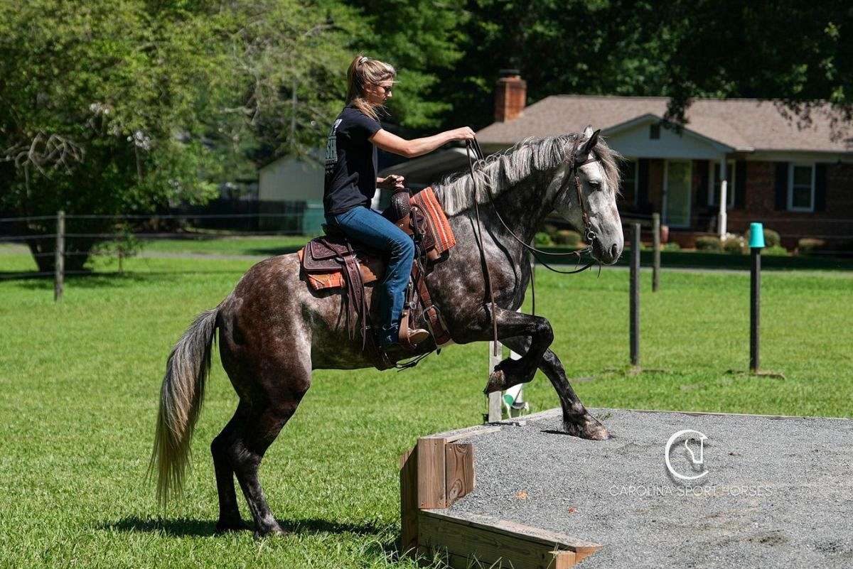 Congress - Sweet, Gentle, & Kind 5 yo Grey Friesian X QH Gelding!