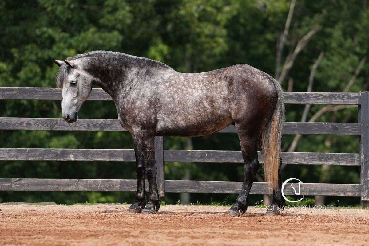 Congress - Sweet, Gentle, & Kind 5 yo Grey Friesian X QH Gelding!