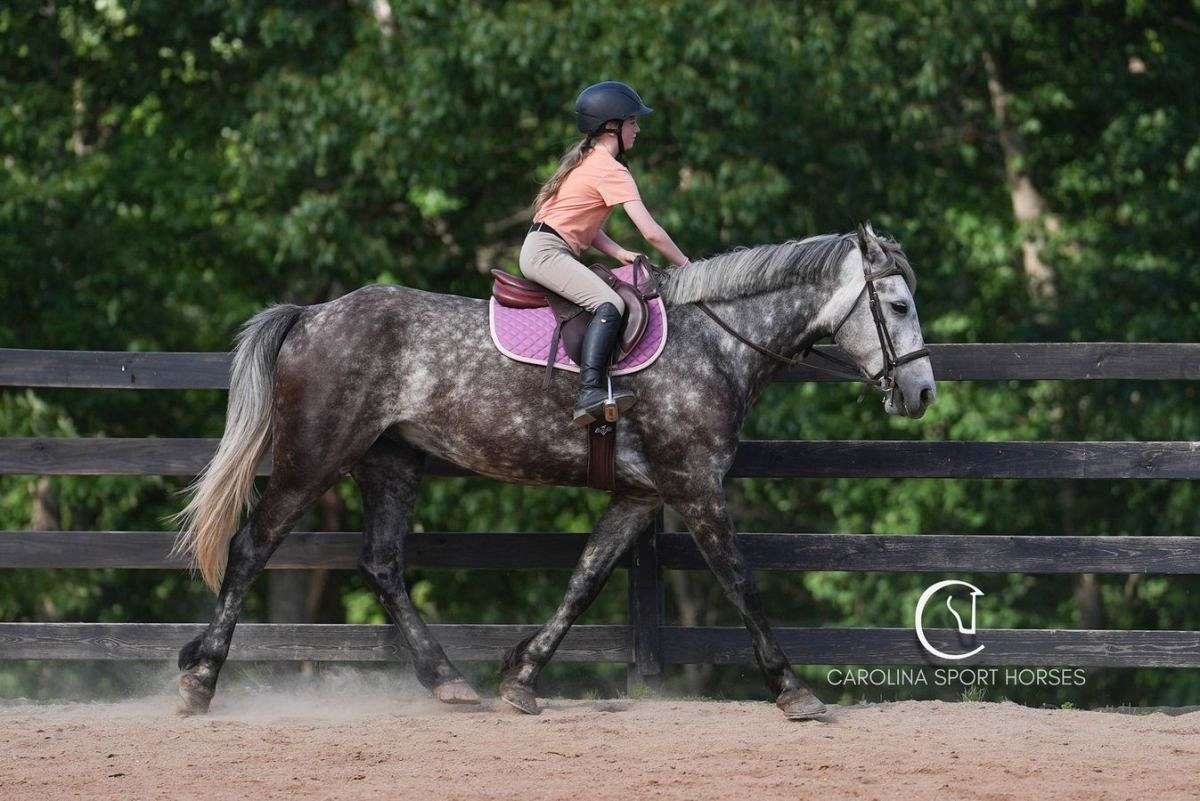 Congress - Sweet, Gentle, & Kind 5 yo Grey Friesian X QH Gelding!