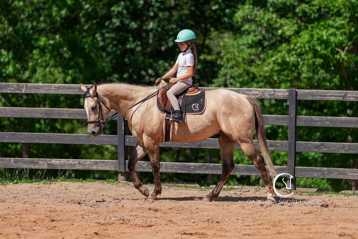 Cincinatti - Extremely Kind and Gentle 7 yo Silver Dun QH Gelding!