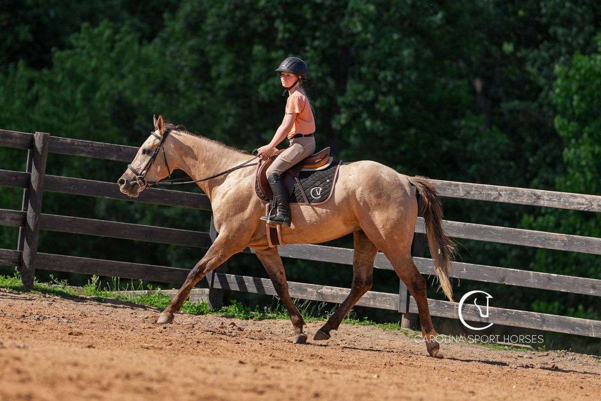 Cincinatti - Extremely Kind and Gentle 7 yo Silver Dun QH Gelding!