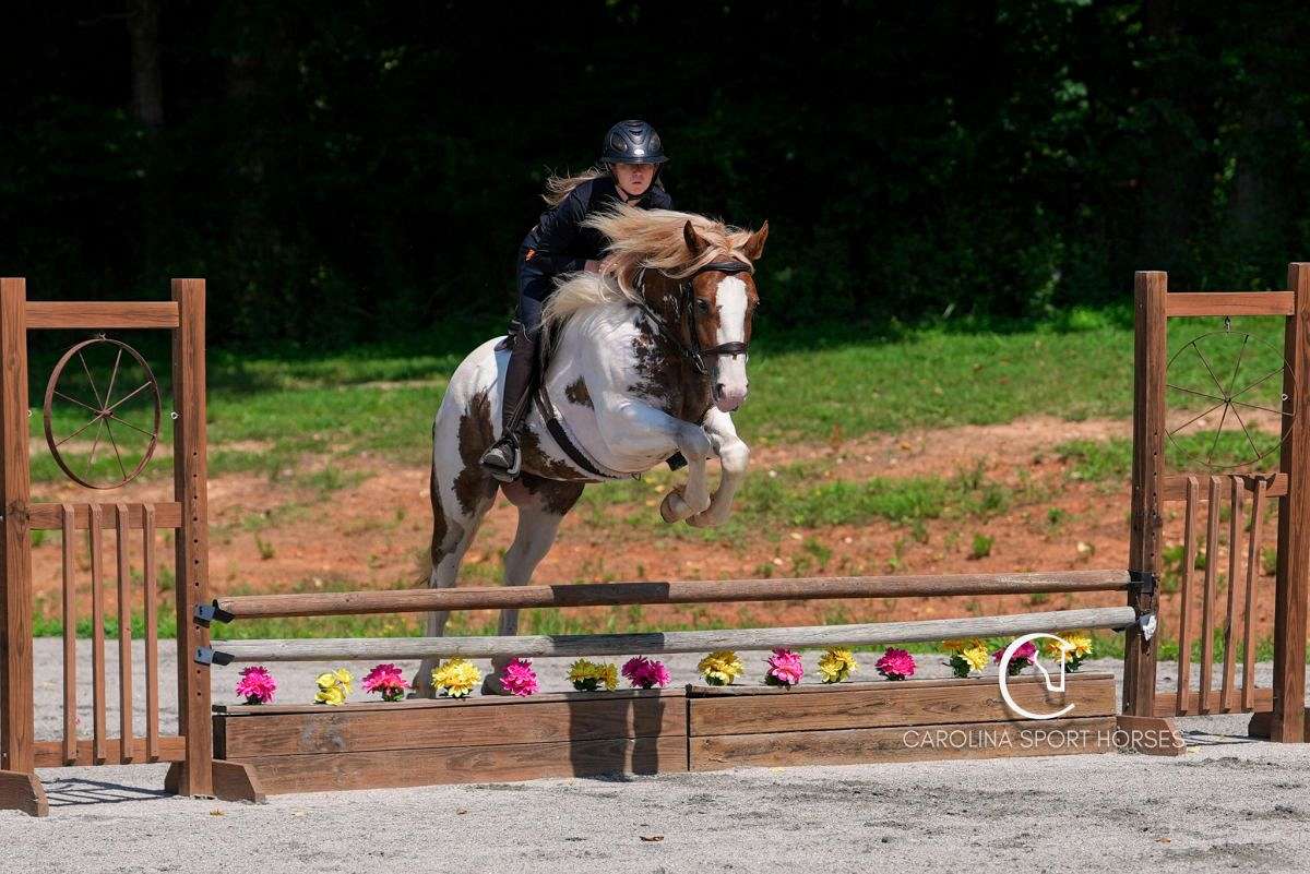 Boulder - Sturdy, Steady, & Sweet 4 Yr Old Palomino Belgian X QH Gelding!