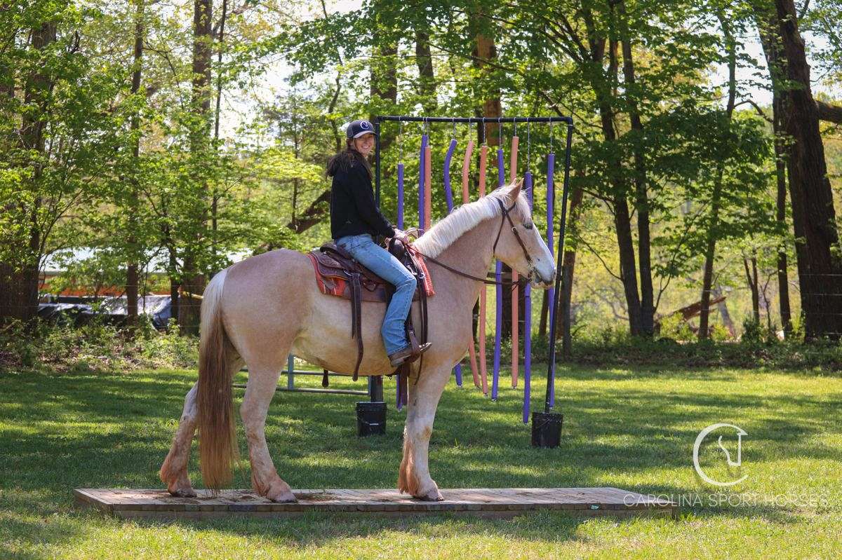 Boulder - Sturdy, Steady, & Sweet 4 Yr Old Palomino Belgian X QH Gelding!