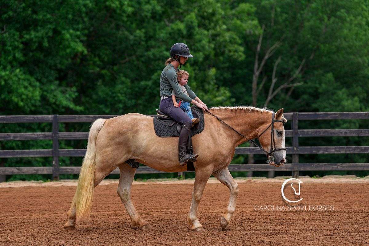 Boulder - Sturdy, Steady, & Sweet 4 Yr Old Palomino Belgian X QH Gelding!