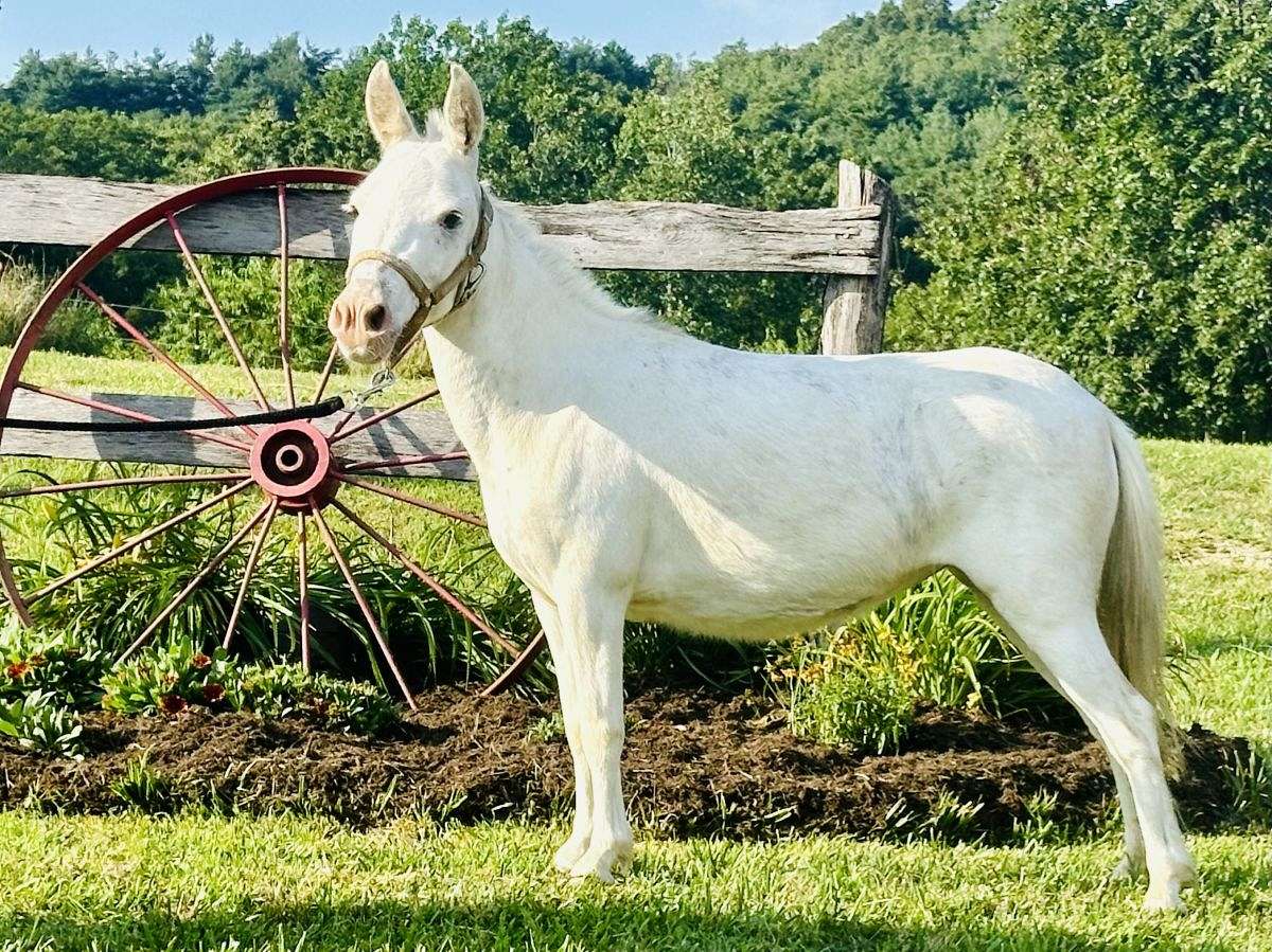 Miniature Molly Mule